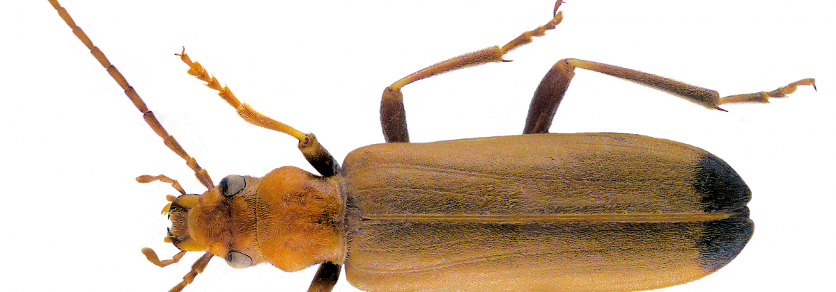 Heipaalkever (Nacerdes melanura) - KAD