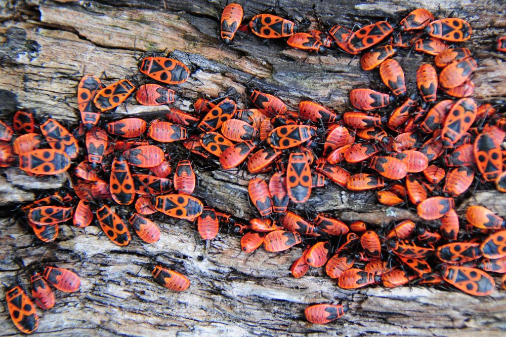 Vuurwants (Phyrrhocoris apterus) - KAD