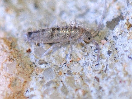 Huisspringstaart (Seira domestica) - KAD