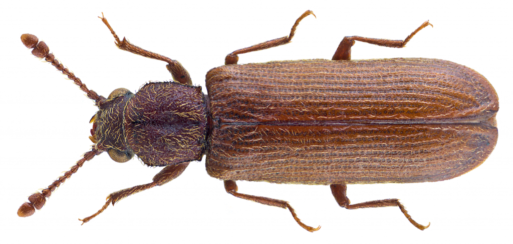 Spinthoutkevers (Lyctus spp.) - KAD