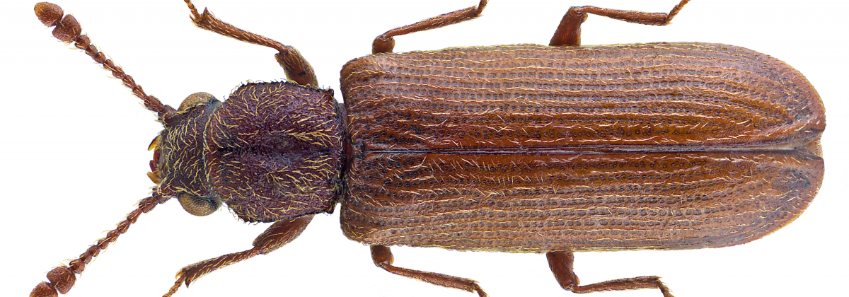 Spinthoutkevers - kad