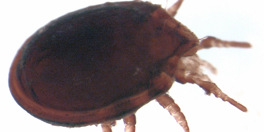 Vochtminnende mijten (Laelapidae en Uropodidae) - KAD
