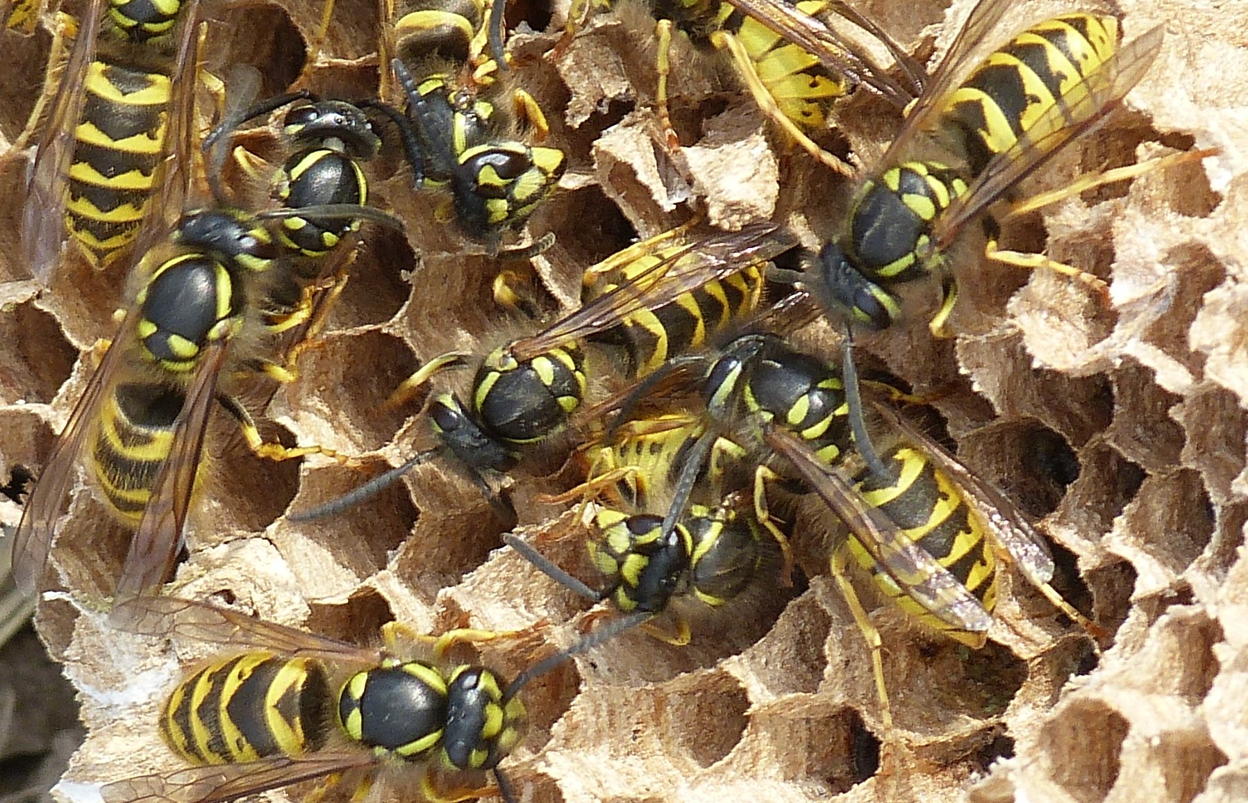 Wespen en hoornaars - KAD