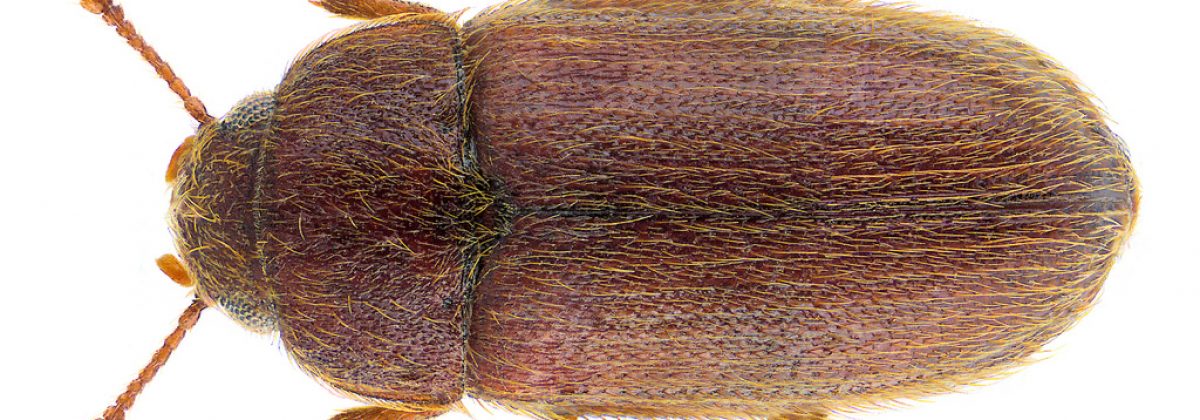 Behaarde schimmelkever - kad