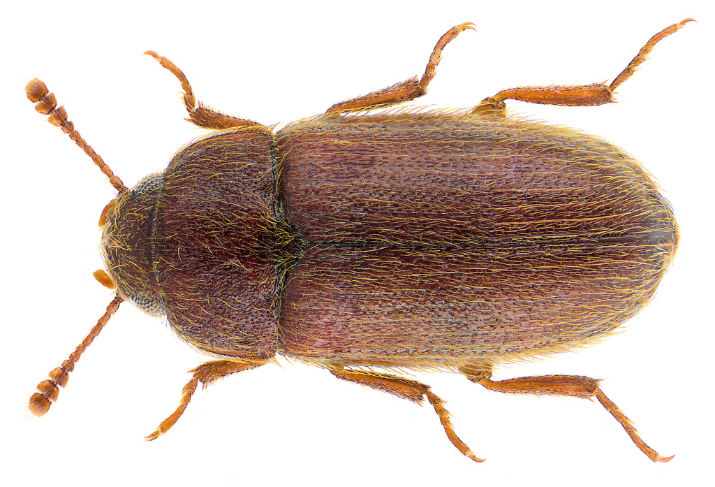 Behaarde schimmelkever (Typhaea stercorea) - KAD