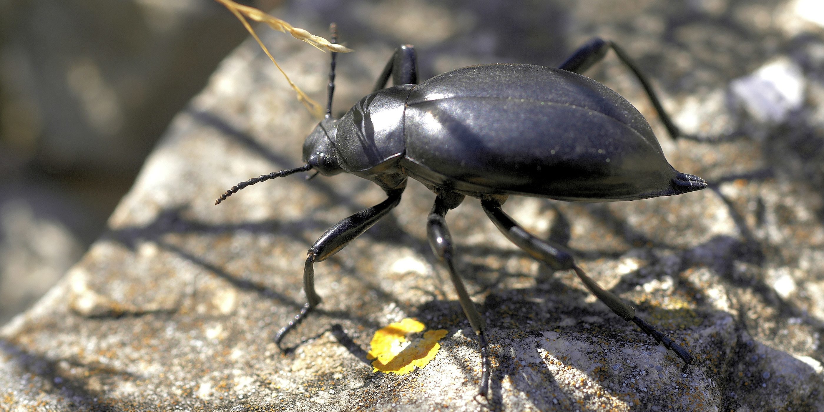 Kelderkever (Blaps mucronata) - KAD