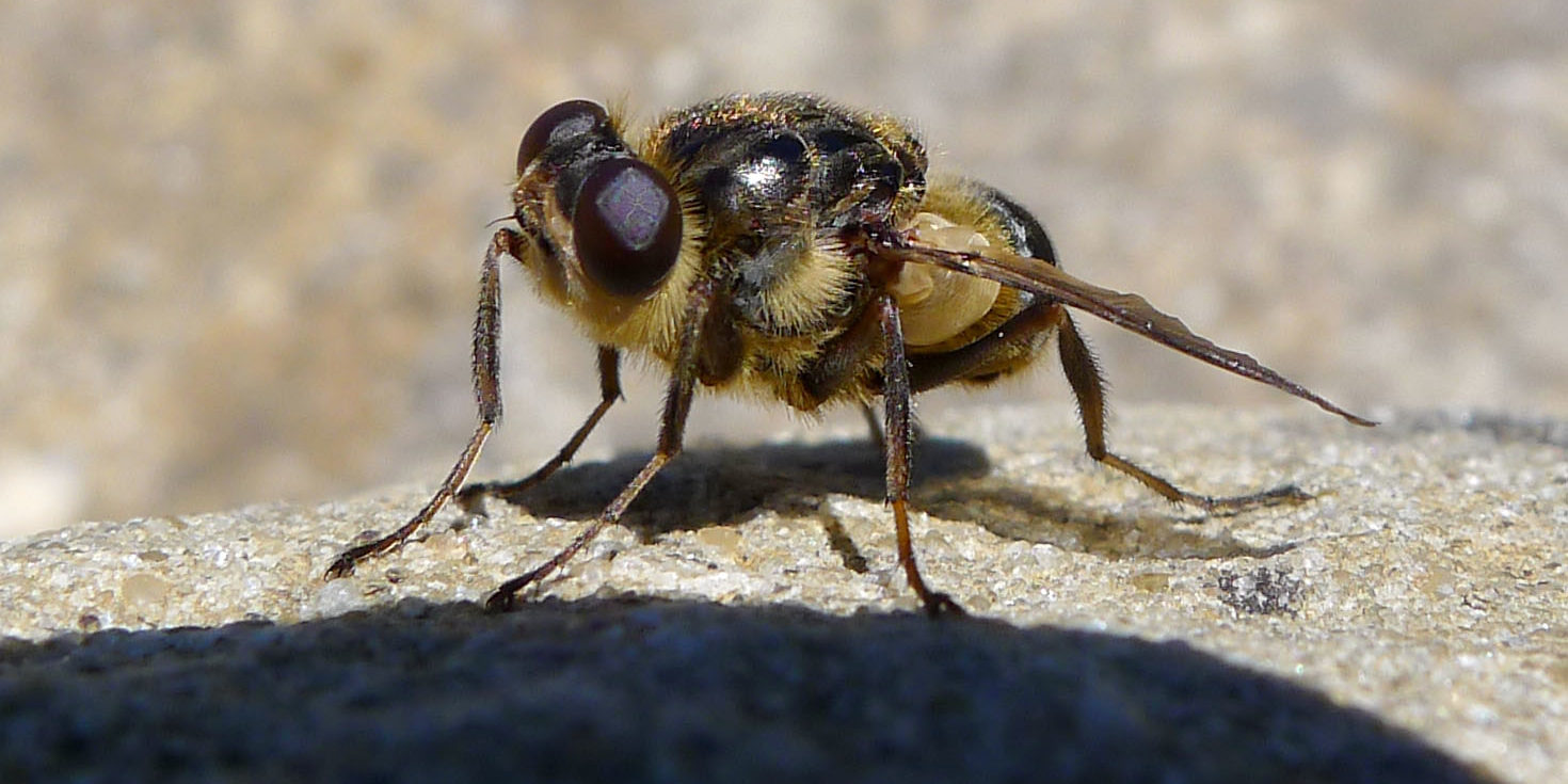 Horzels (Oestridae spp.) - KAD