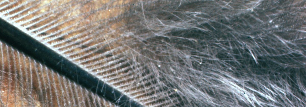 Haar- en veerluizen - KAD