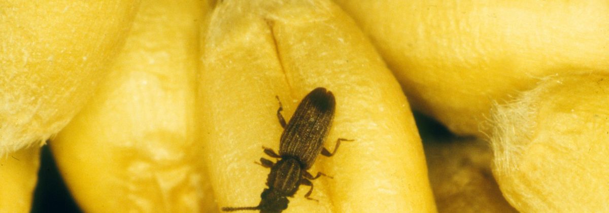 Getande graan- en notenkever - KAD