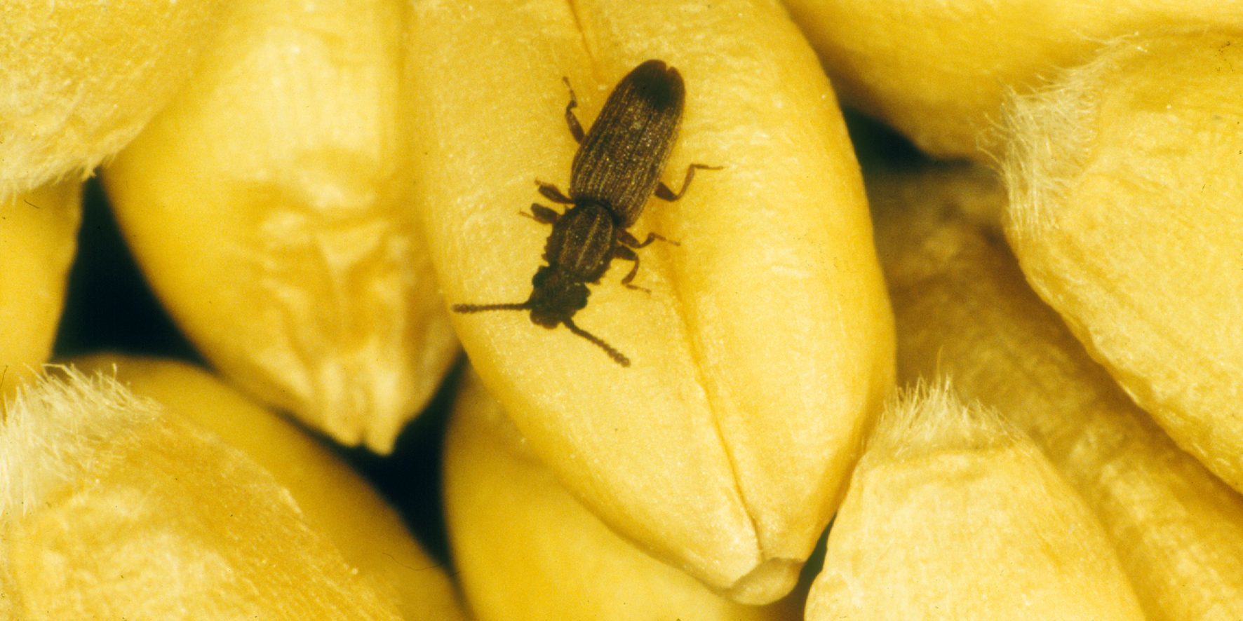 Getande graan- en notenkever (Oryzaephilus spp.) - KAD