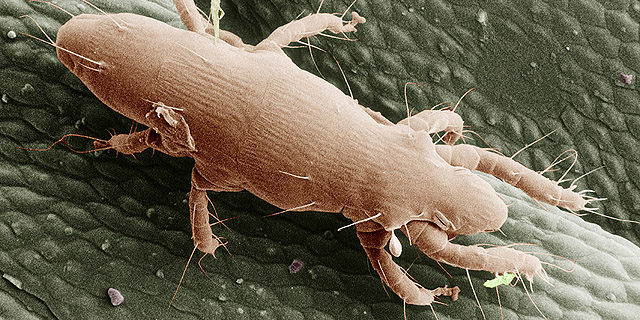 Rietmijt (Pyemotes tritici) - KAD