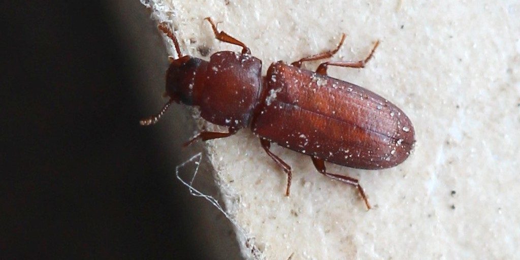 Rijstmeelkevers (Tribolium spp.) - KAD