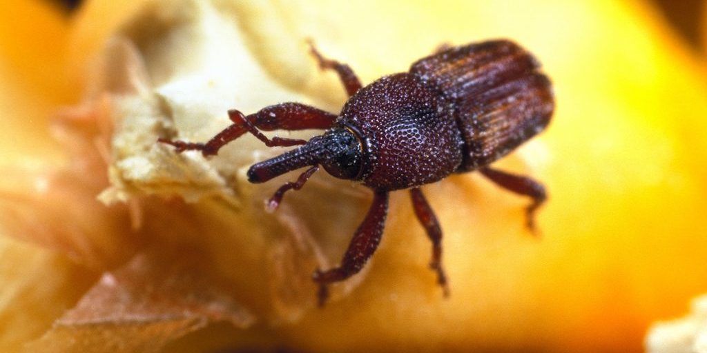 Klanders (Sitophilus spp.) - KAD