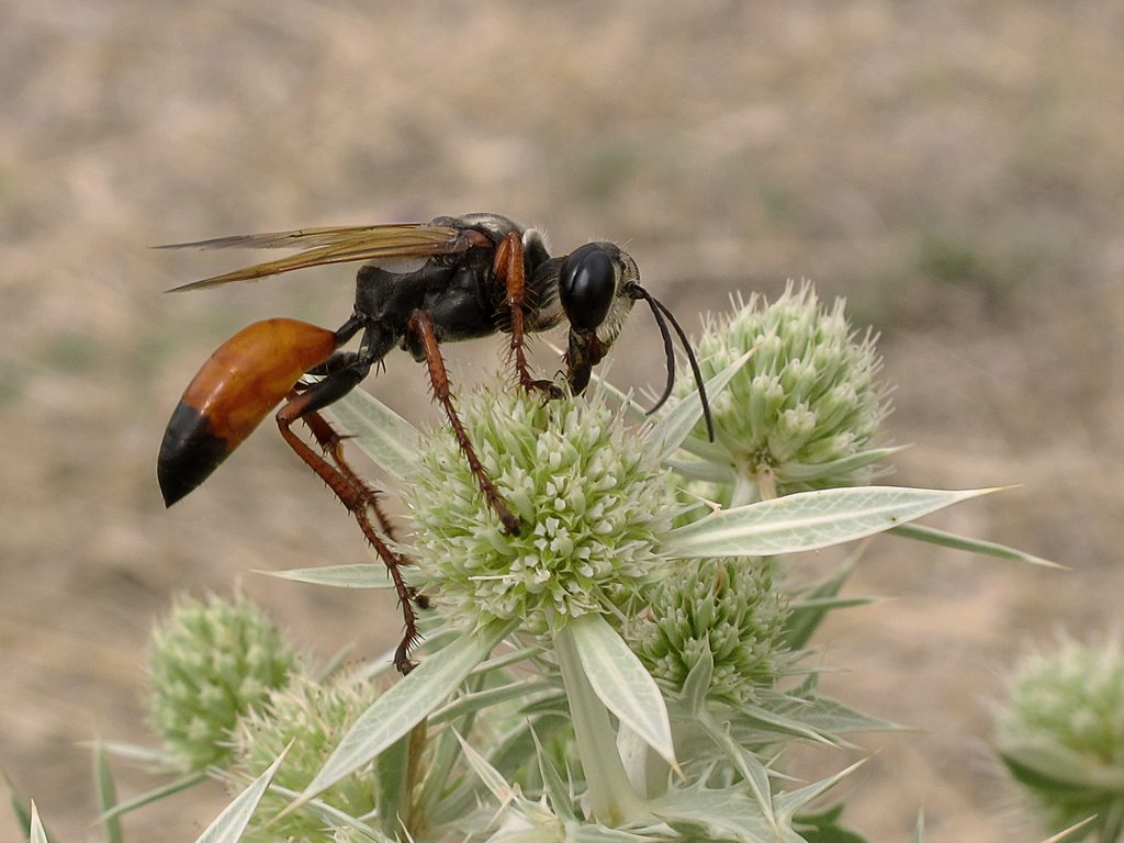 Sphecidae - kad