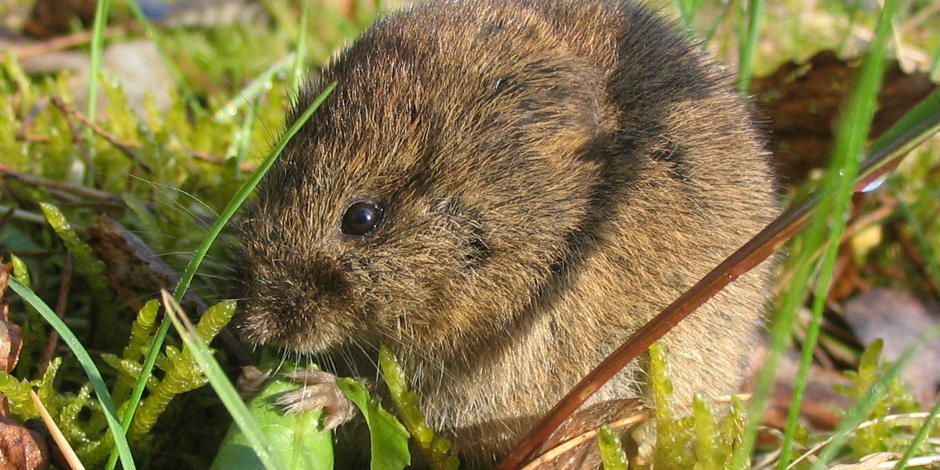 Veldmuis (Microtus arvalis) - KAD