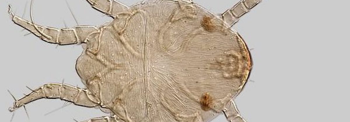 Confiturenmijt - kad