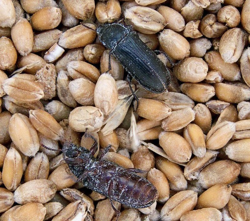 Voorraadaantasters - KAD