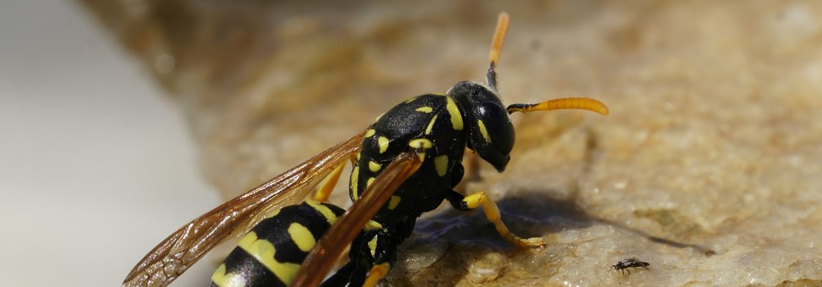 Franse veldwesp - KAD