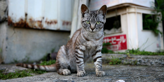 Katten (Felidae) - KAD