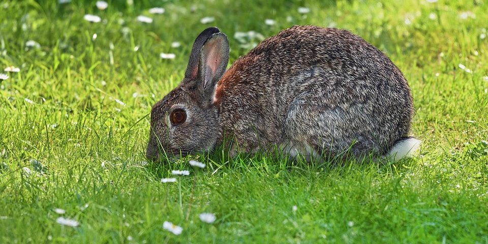 Konijnen (Oryctolagus cuniculus) - KAD