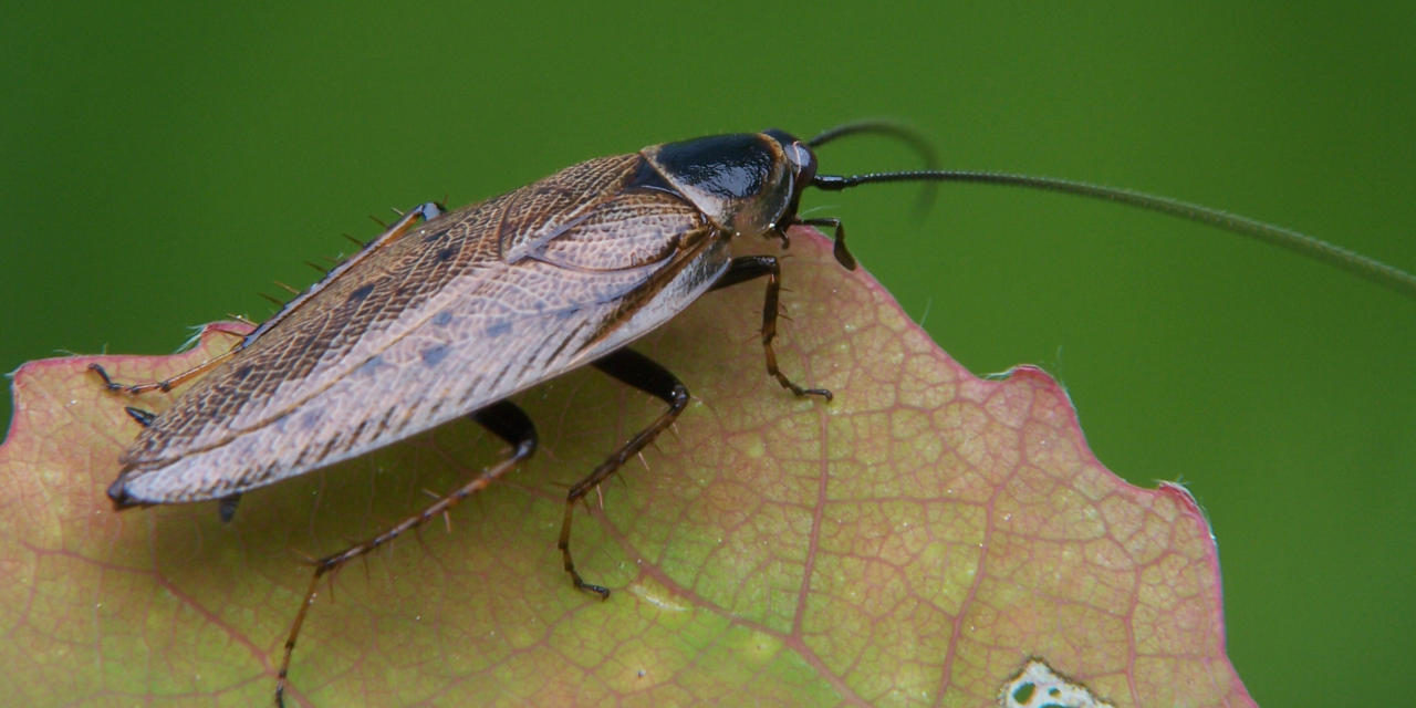 Boskakkerlakken (Ectobiidae) - KAD