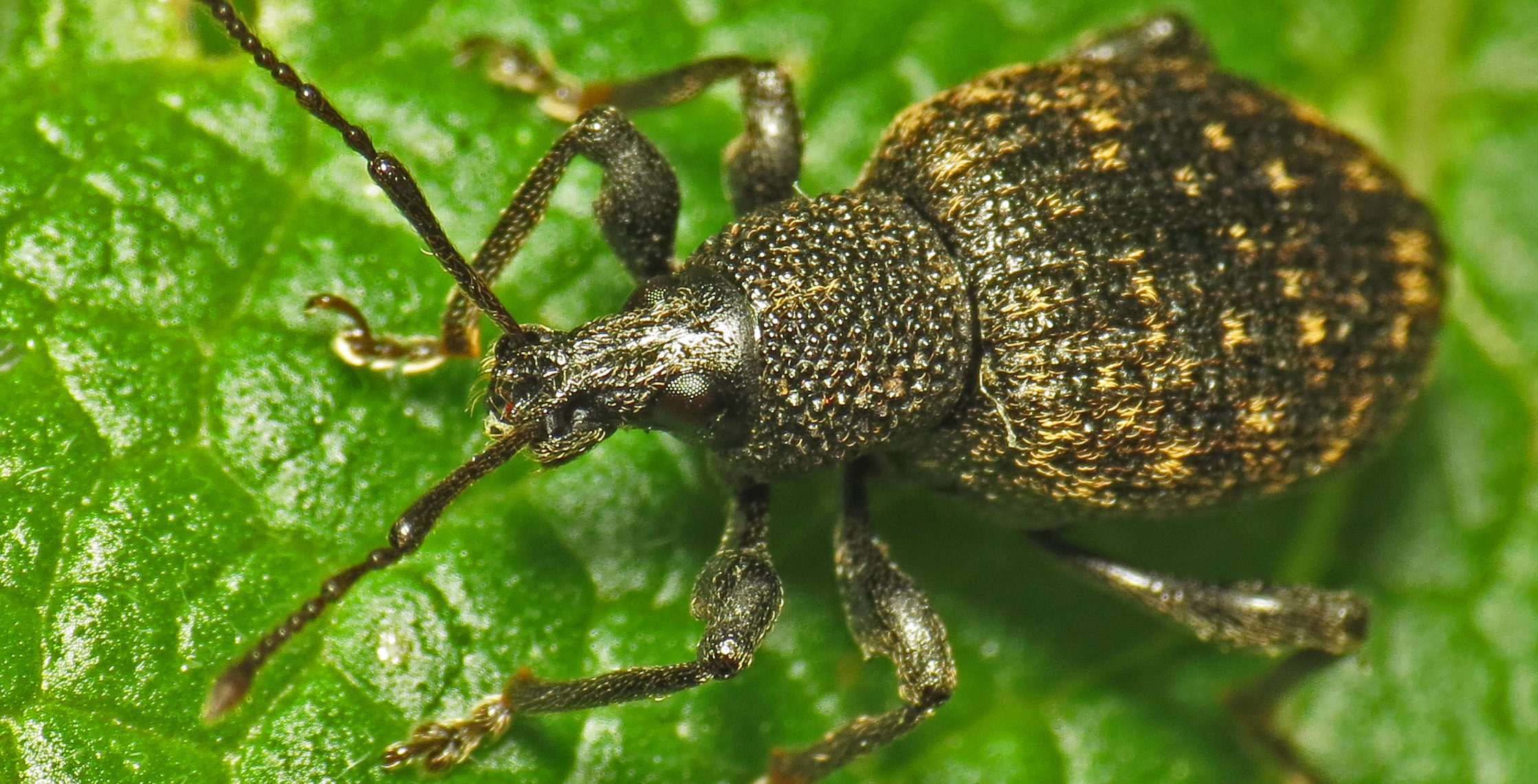 Lapsnuitkevers (Otiorhynchus spp.) - KAD