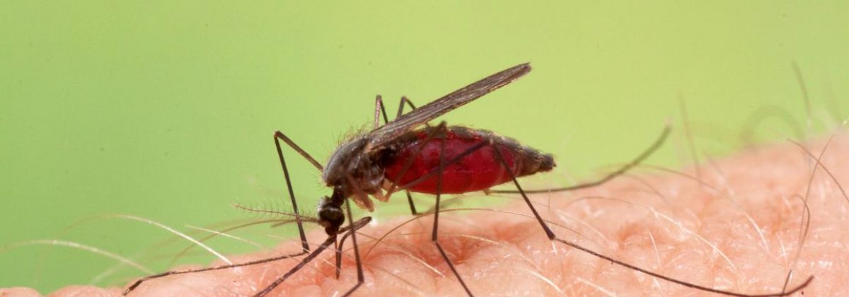 Loodgrijze malariamug - KAD