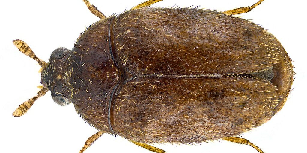 Khaprakever (Trogoderma granarium) - KAD