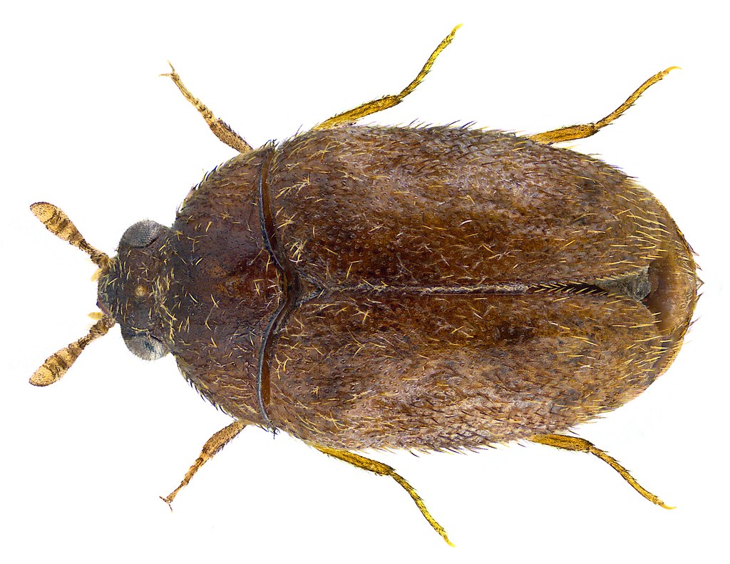 Khaprakever (Trogoderma granarium) - KAD