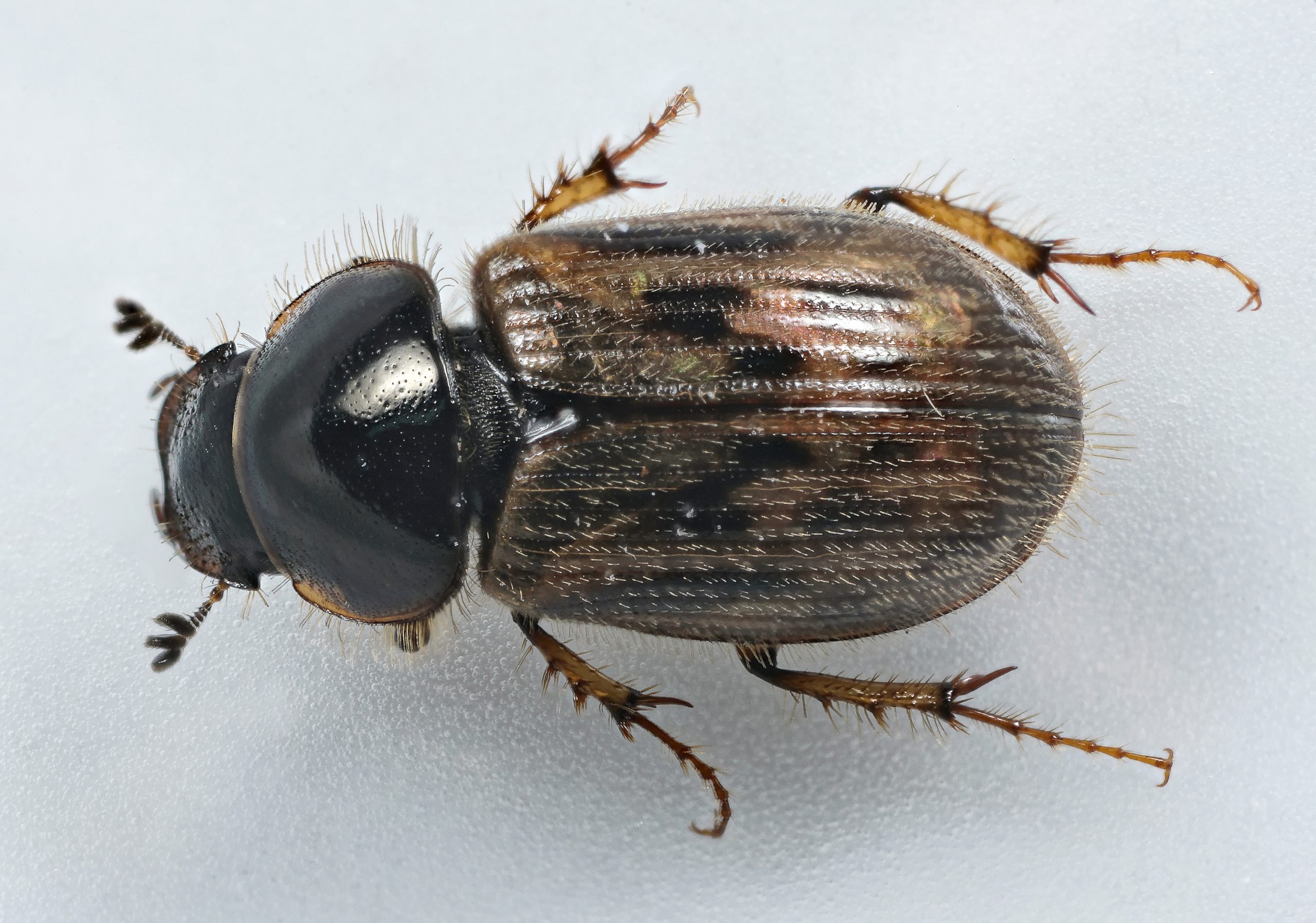 Mestkevers (Aphodius spp. en Geotrupes spp.) - KAD