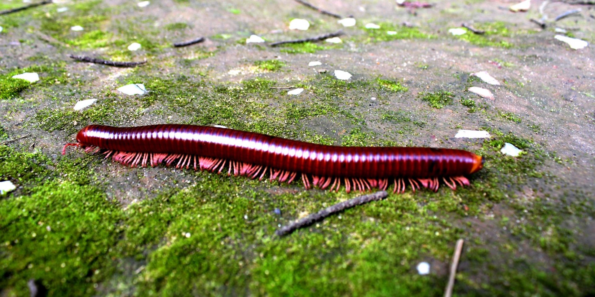 Miljoenpoten (Diplopoda) - KAD