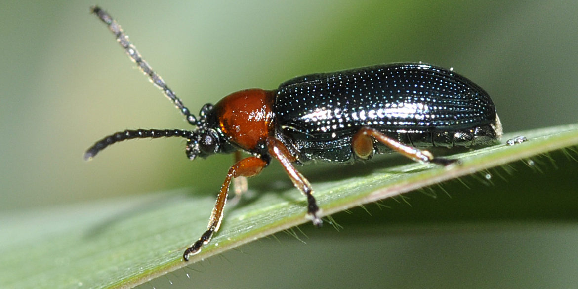 Graanhaantjes (Oulema sp.) - KAD