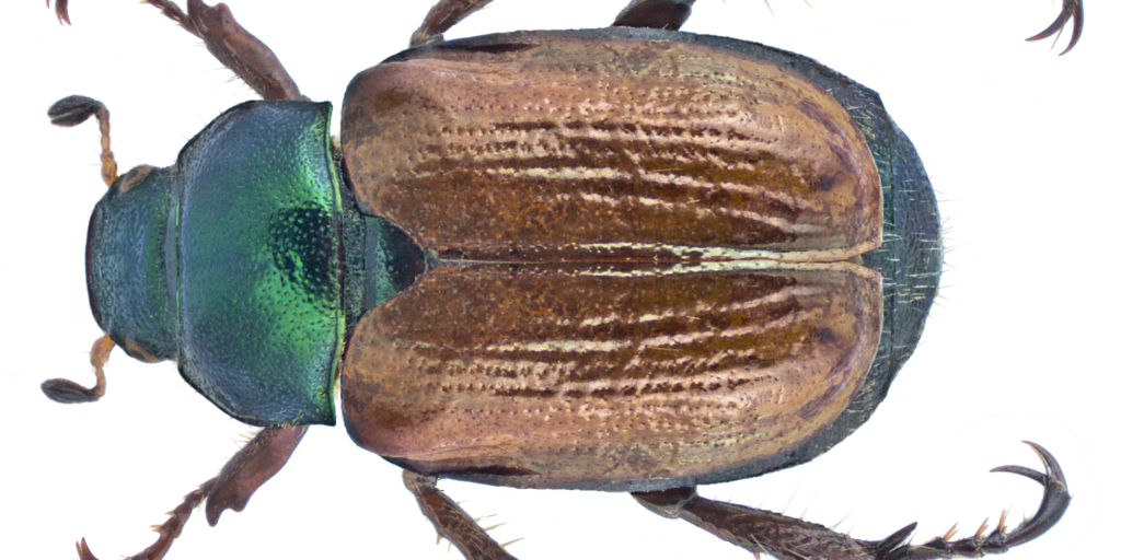 Rozenkever (Phyllopertha horticola) - KAD