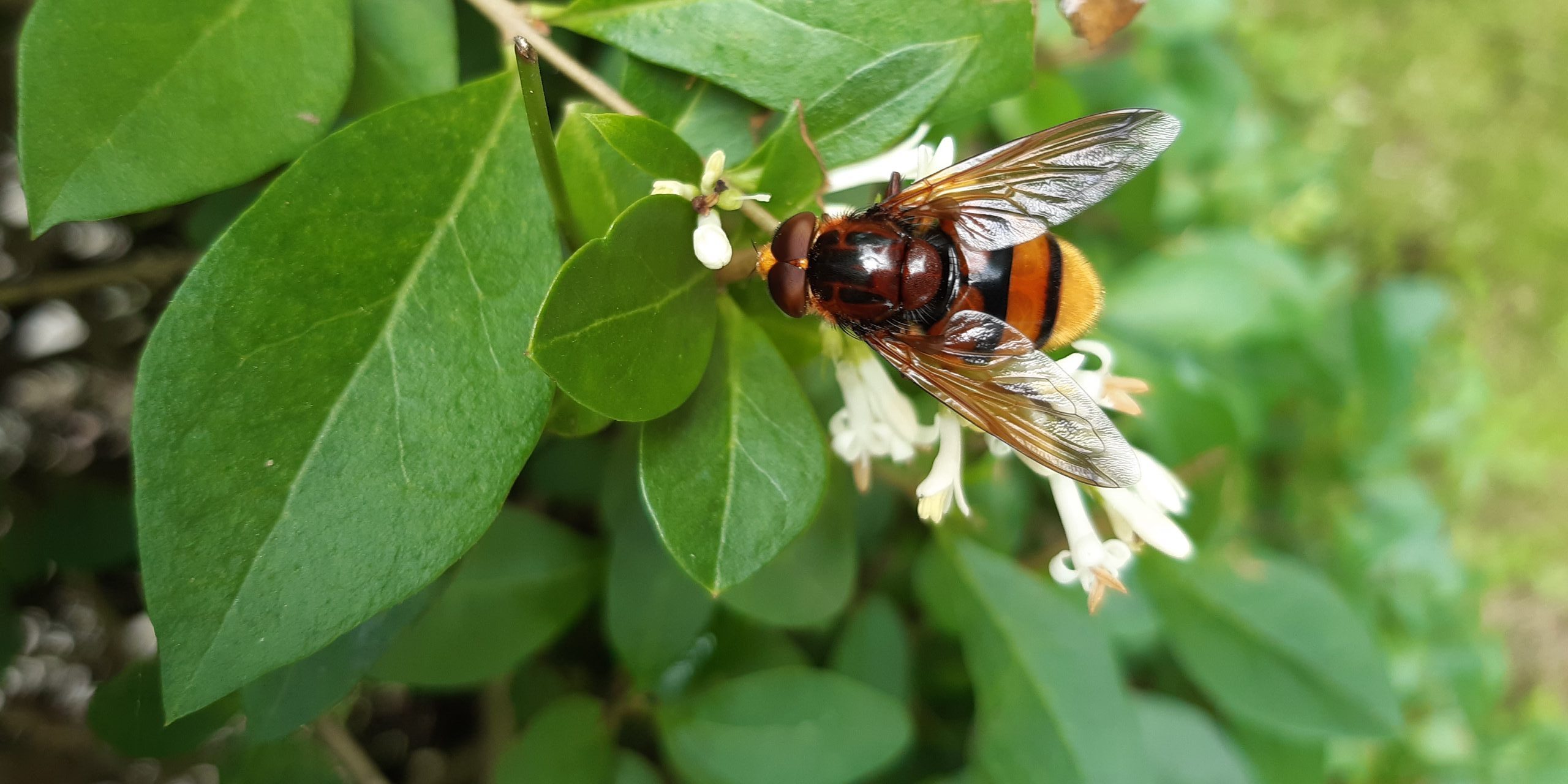 Reuzen [zweefvliegen] (Volucella sp.) - KAD