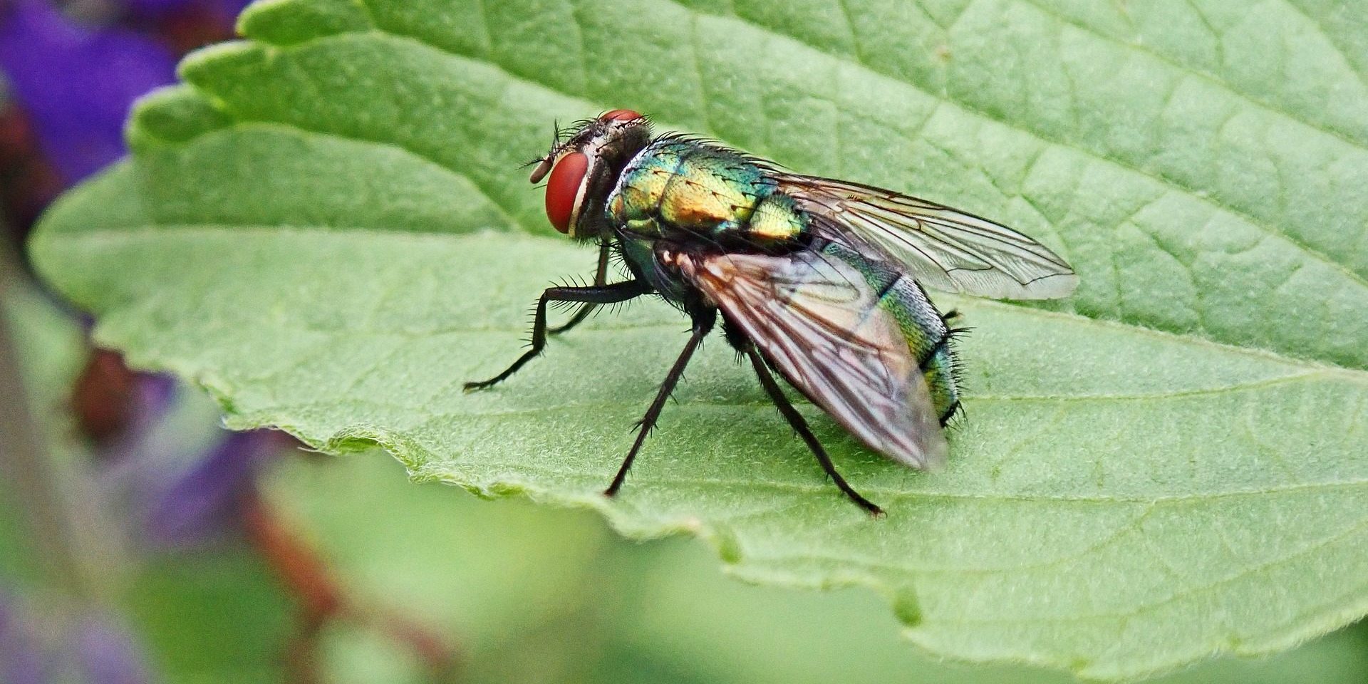 Wat zijn dit voor vliegjes? | Flora & Fauna (F&F) - forum.fok.nl