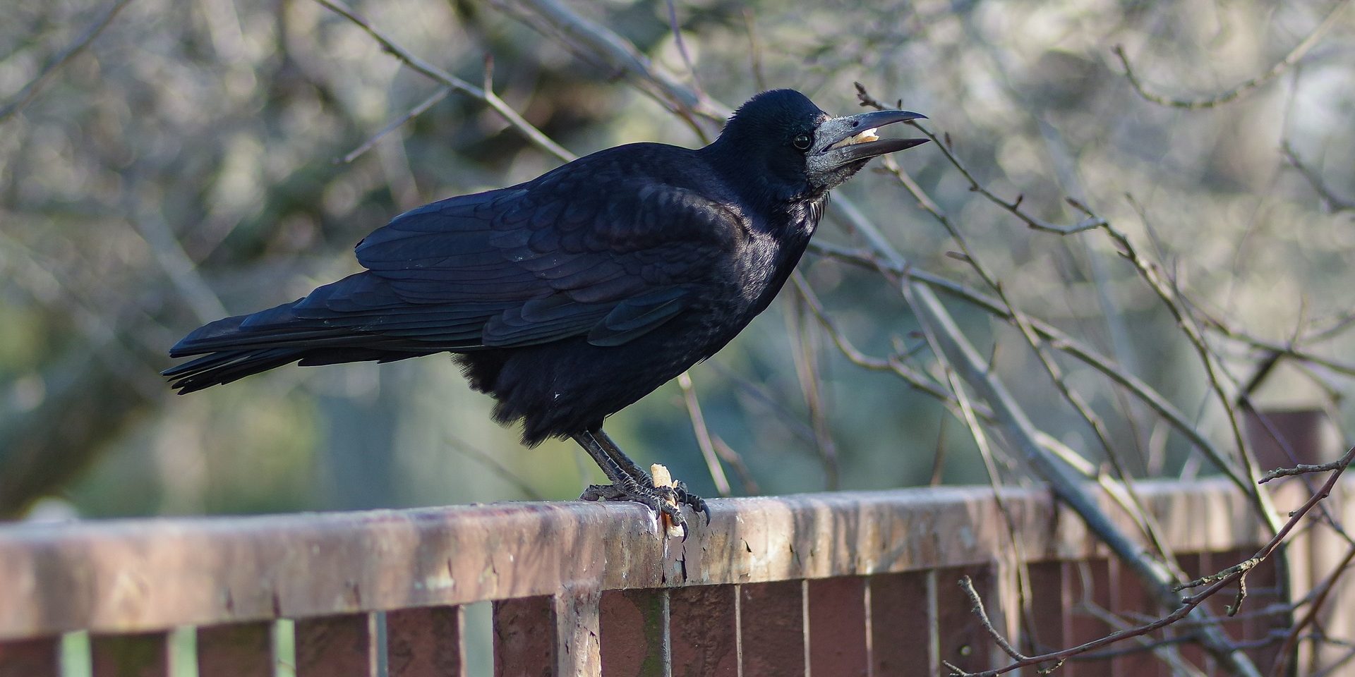 Roek (Corvus frugilegus) - KAD