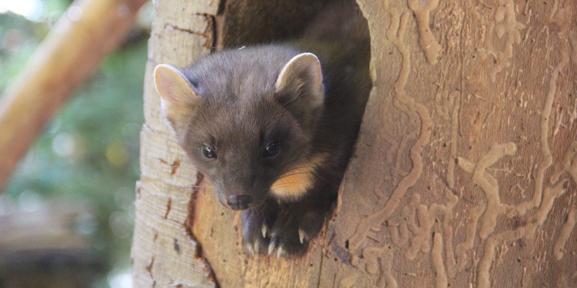Boommarter (Martes martes) - KAD