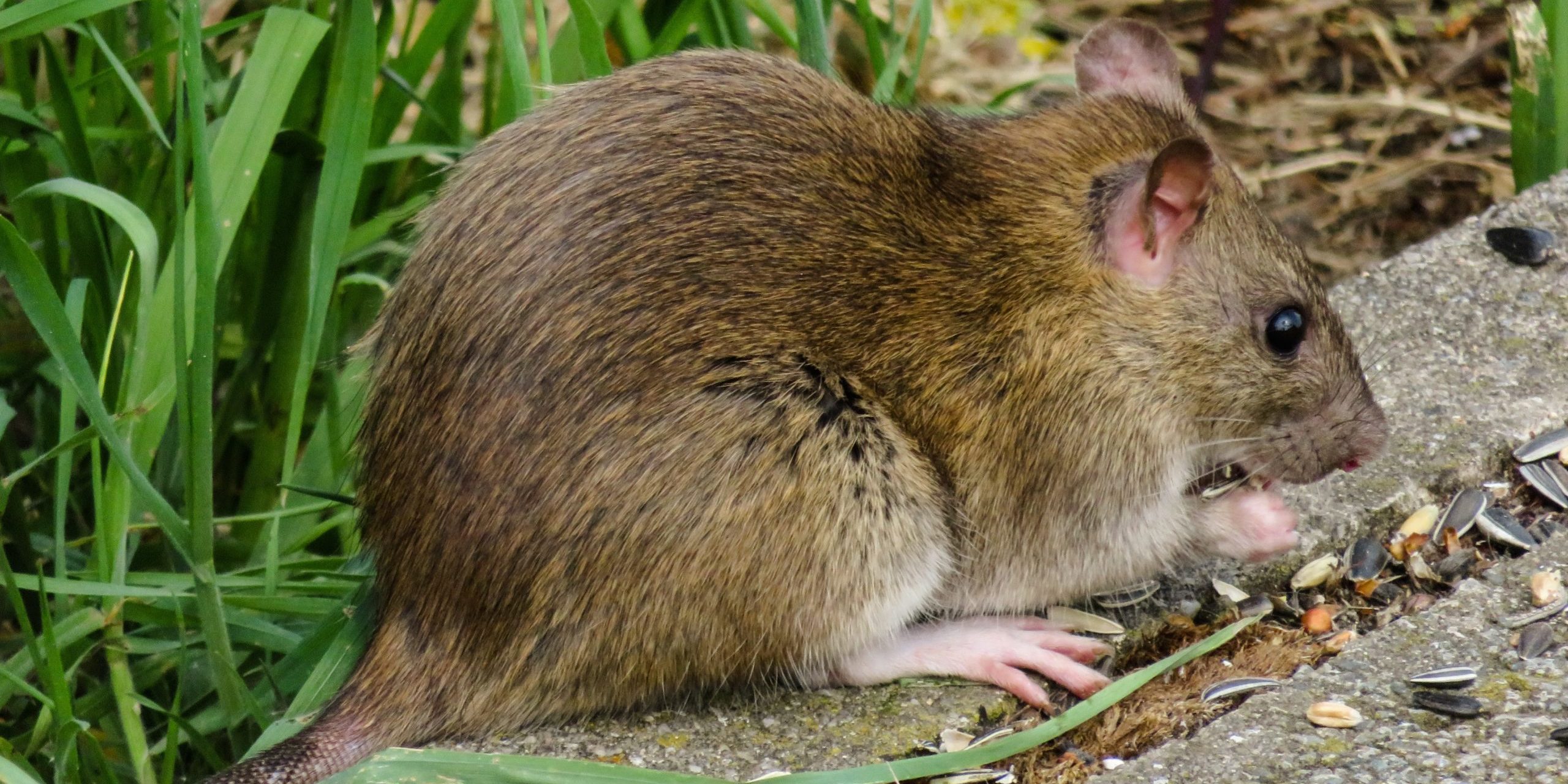 Wie knabbelt daar aan mijn vetbol? - KAD