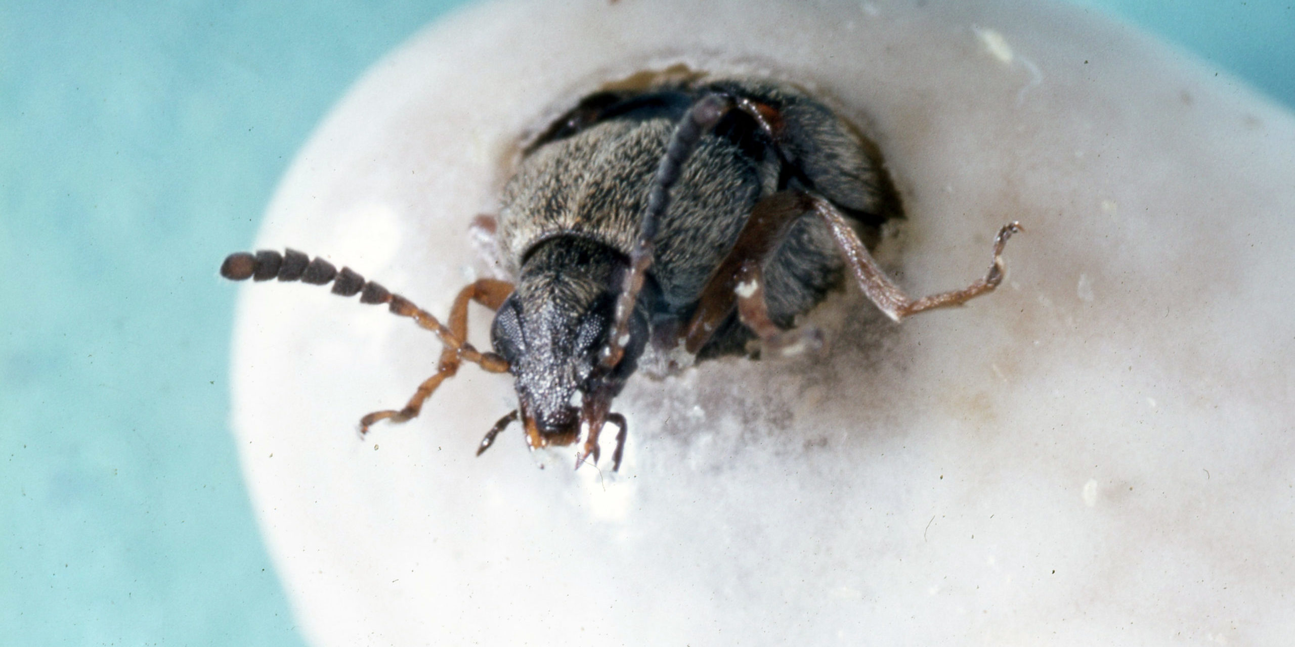 Stambonenkever (Acanthoscelides obtectus) - KAD