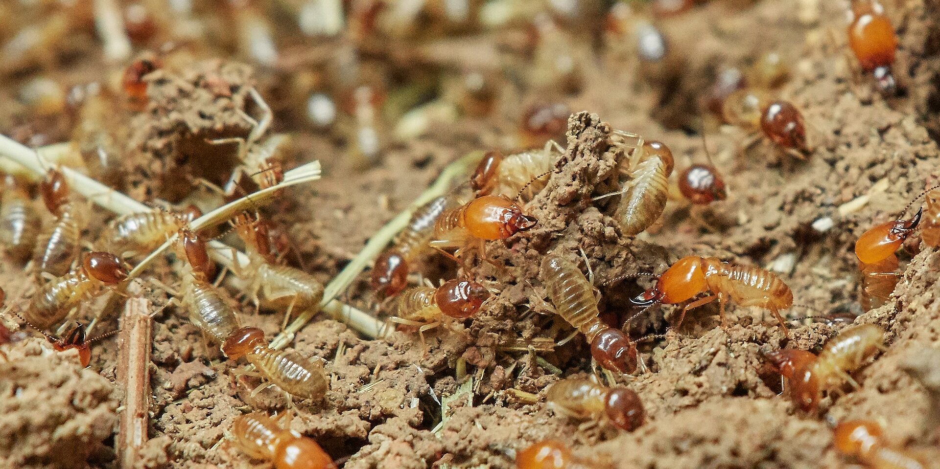 Termieten (Isoptera) - KAD