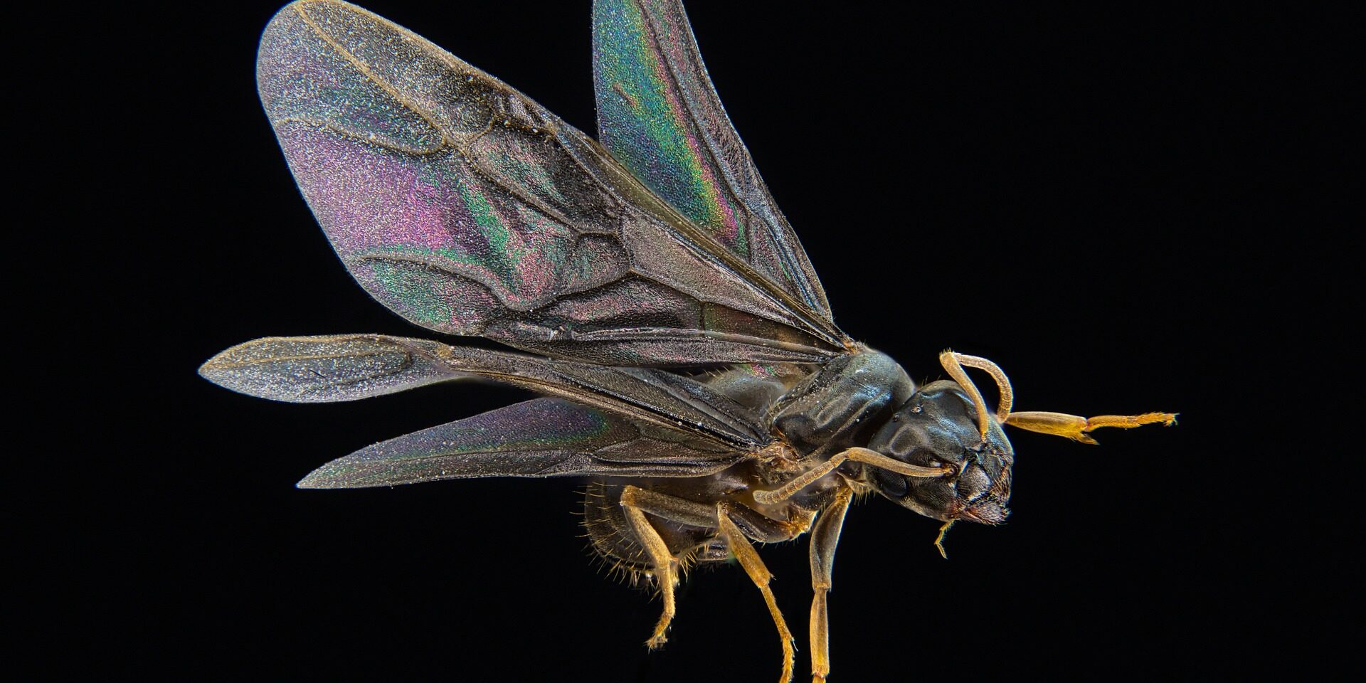 Vliegende mieren - KAD