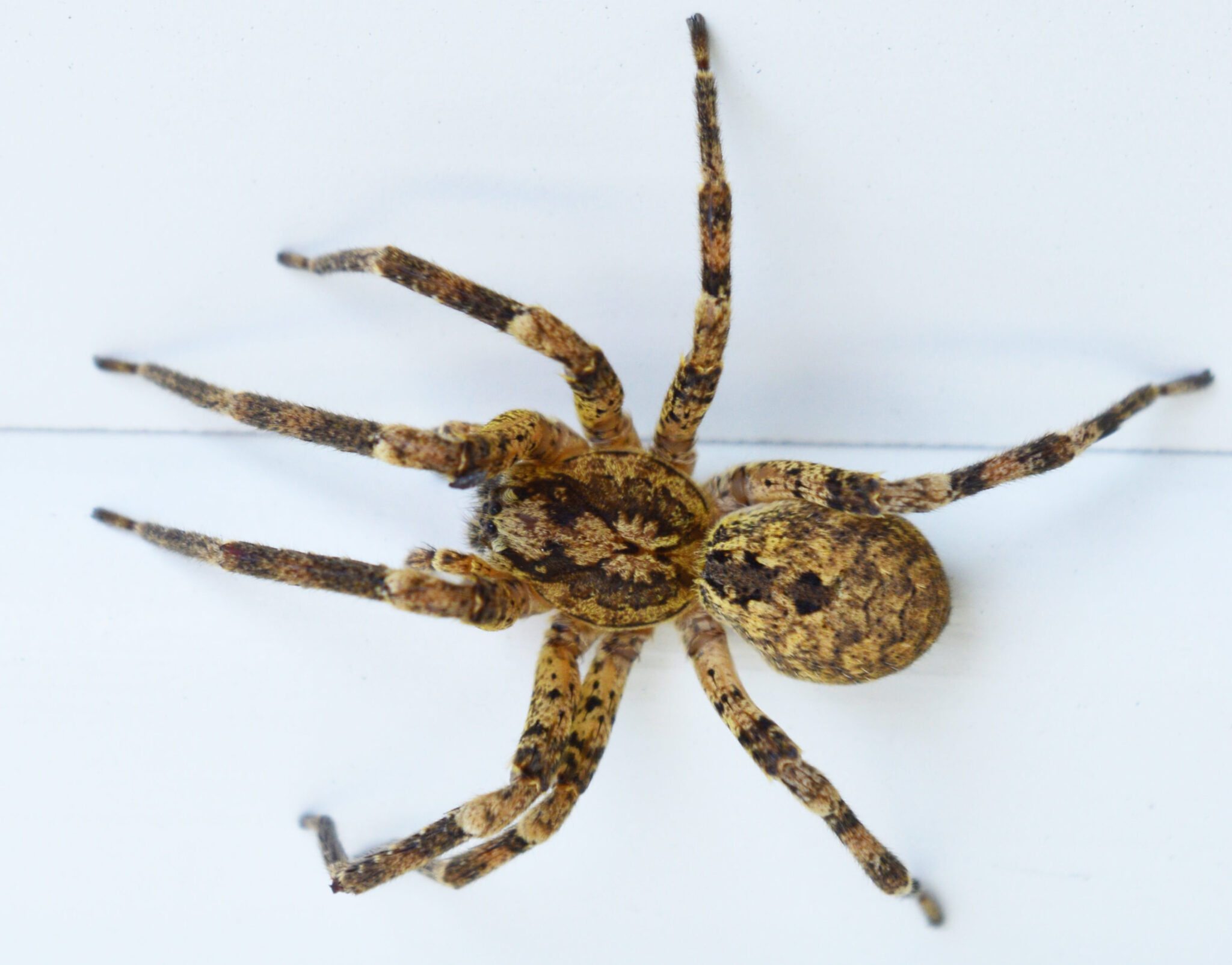 Spinnen (Araneae) - KAD