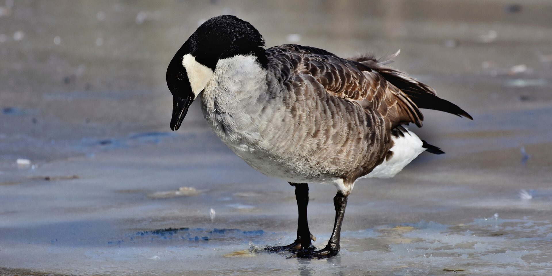 Canadese gans (Branta canadensis) - KAD