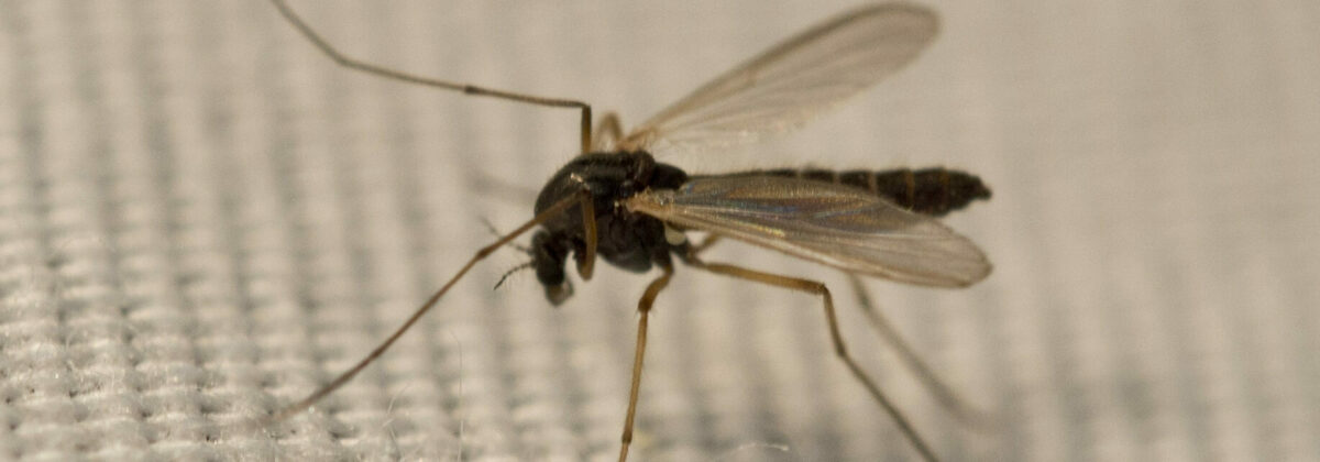 Rouwmuggen (Sciaridae) - KAD