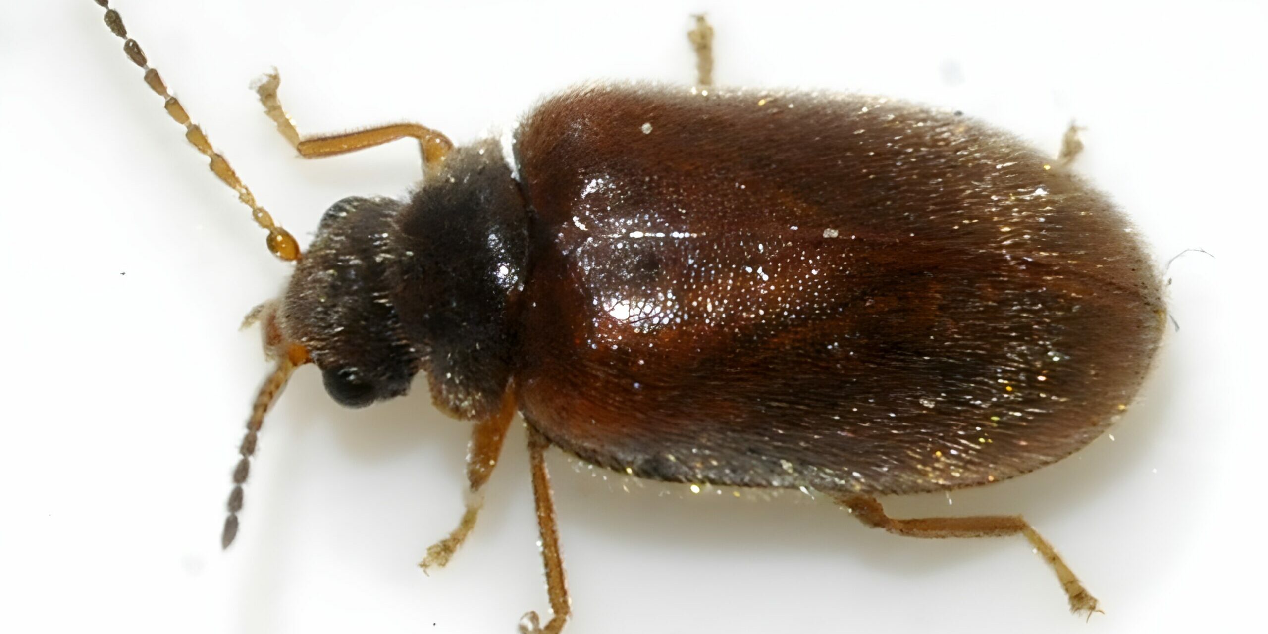 Moerasweekschilden (Scirtidae) - KAD