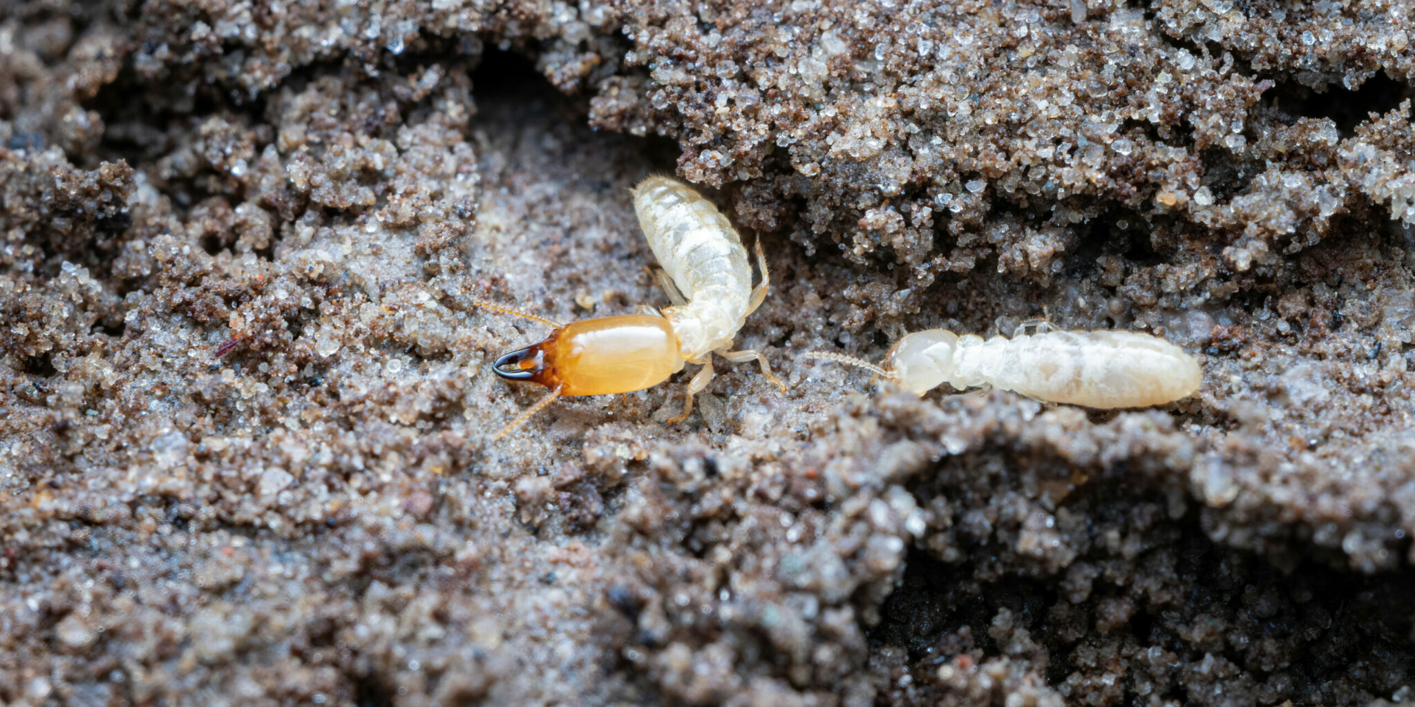 Termieten (Isoptera) - KAD