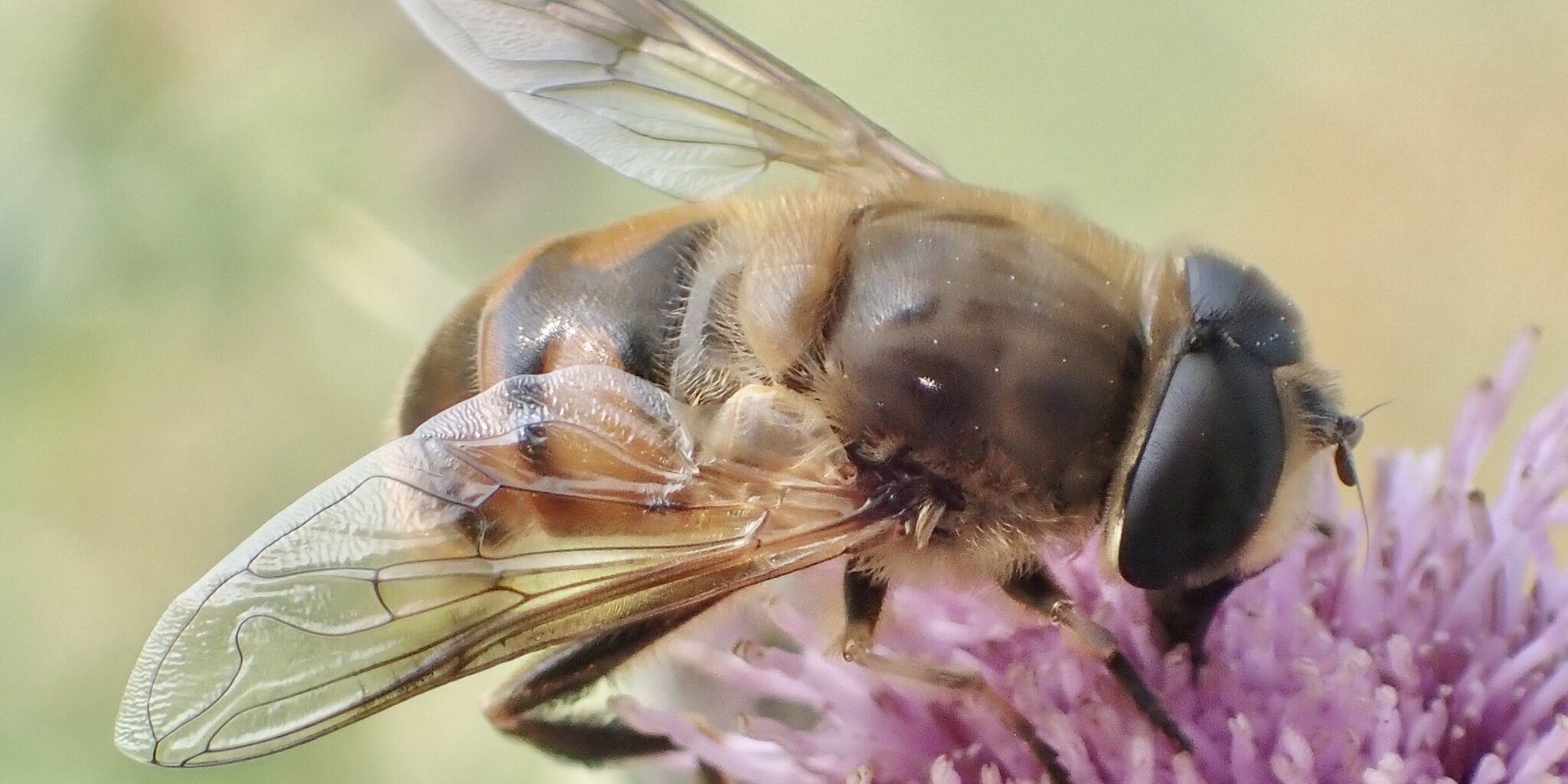 Blinde bij (Eristalis tenax) - KAD