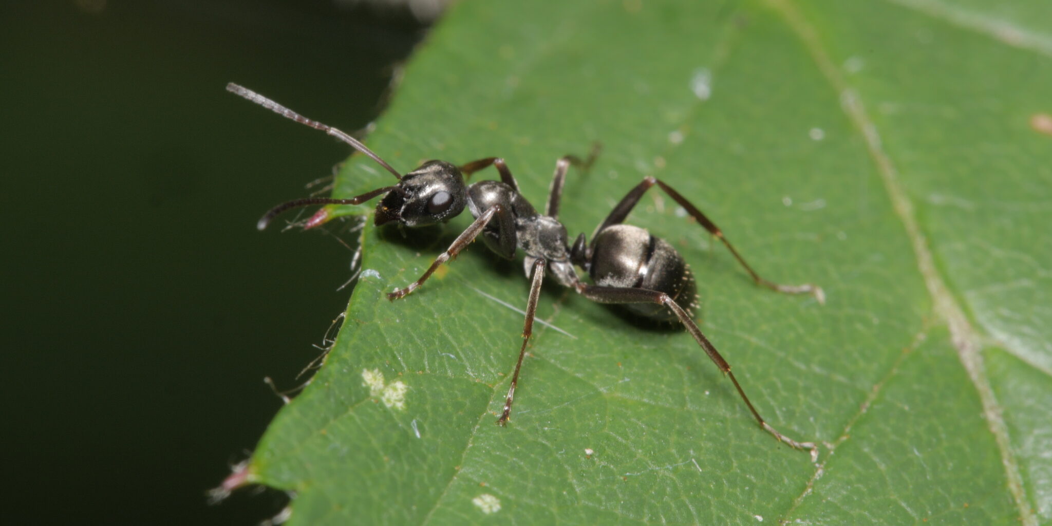 Grauwzwarte renmier (Formica fusca) - KAD