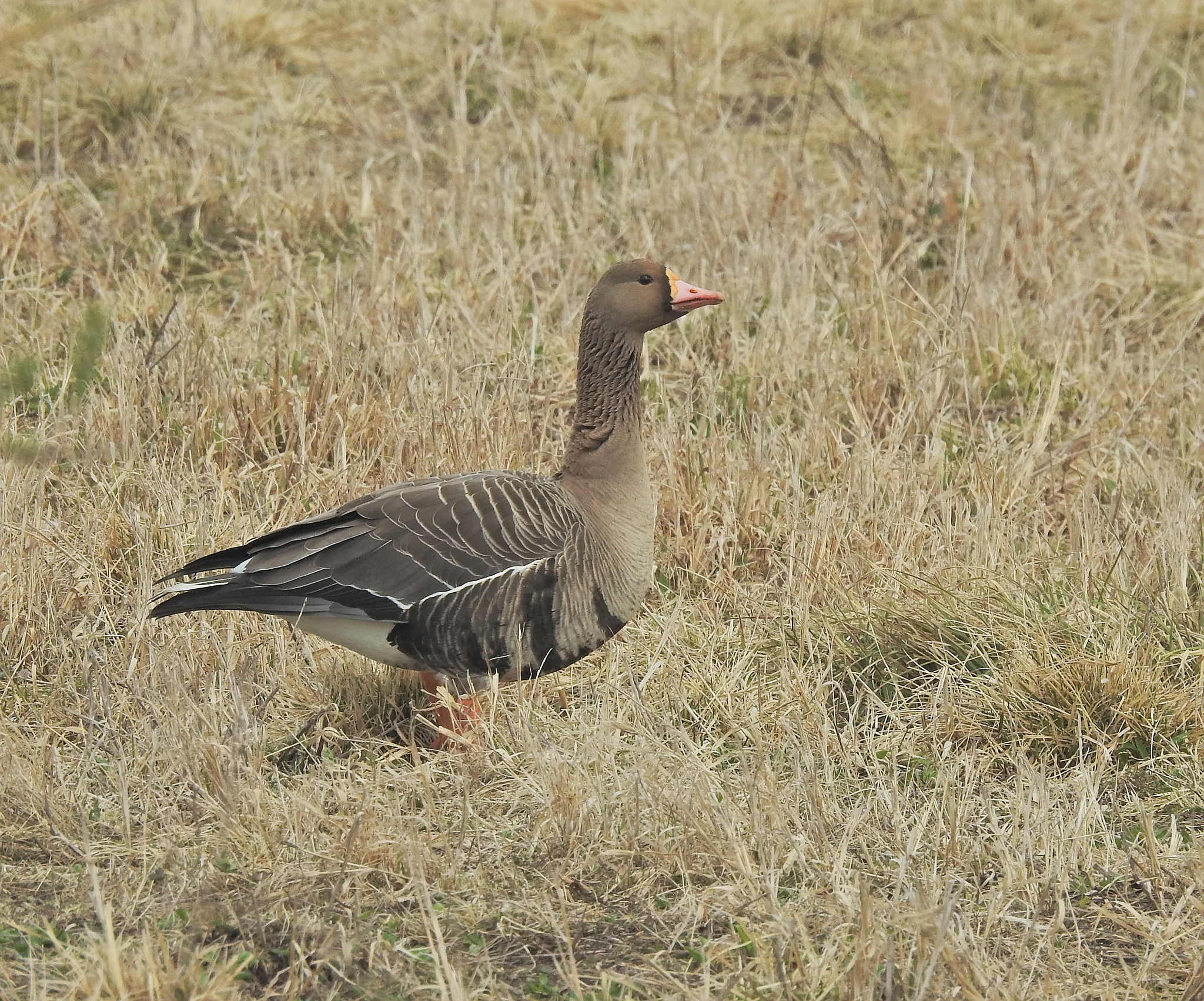 Ganzen - algemeen - KAD