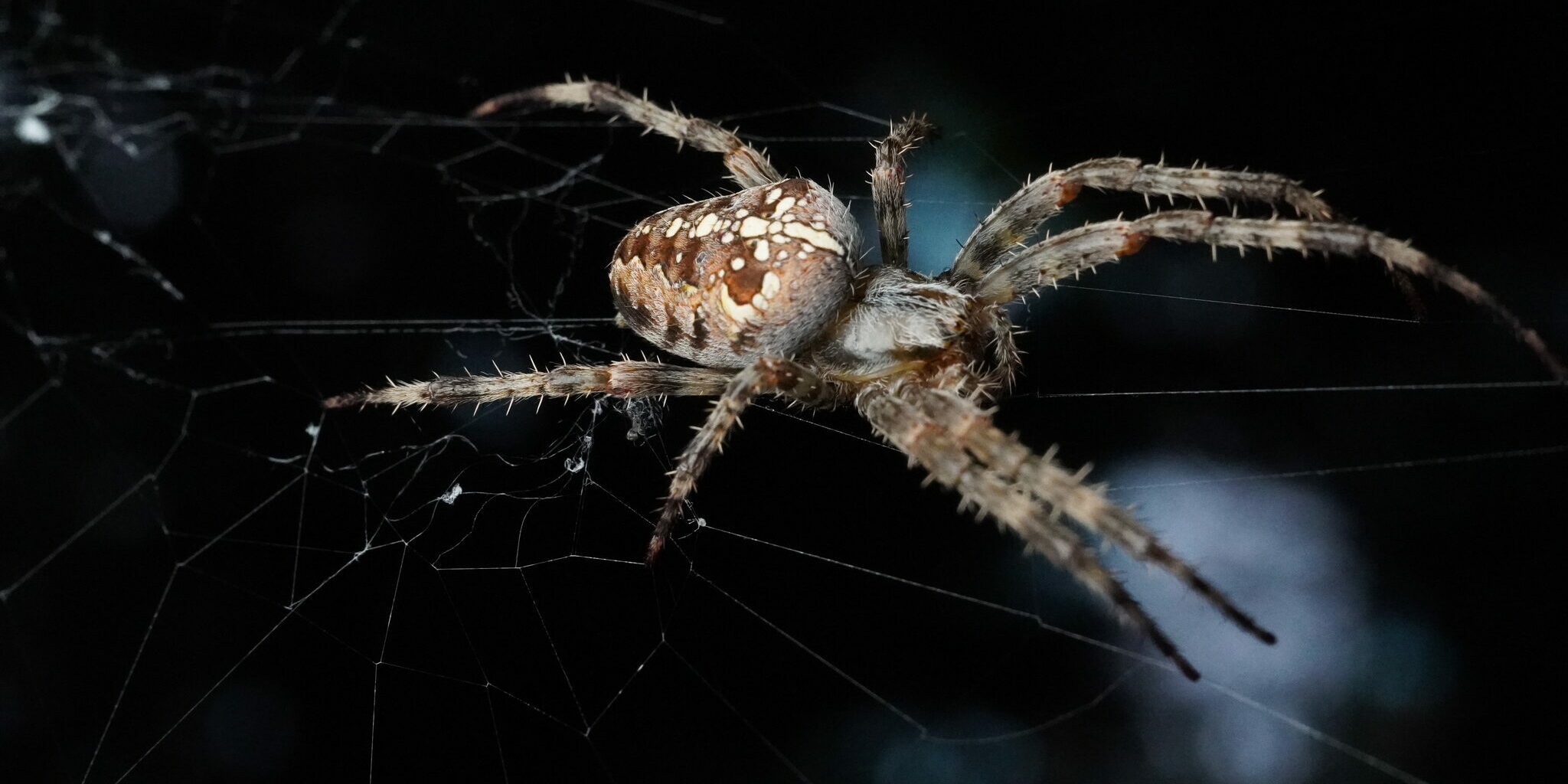 Spinnen (Araneae) - KAD